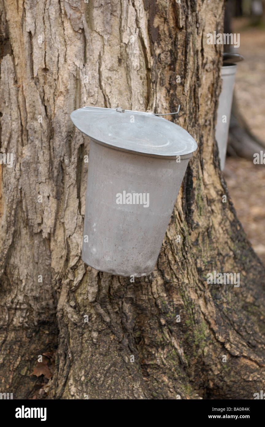 Metal bucket on a sugar maple Stock Photo - Alamy