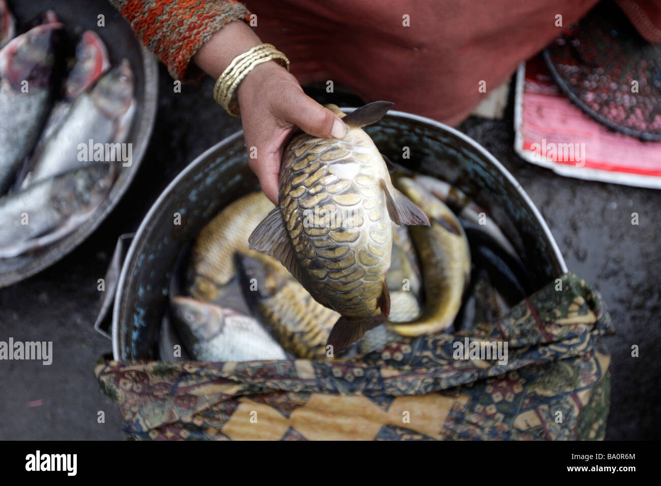 A fish merchant in Srinagar Kashmir displays the catch of the day from ...