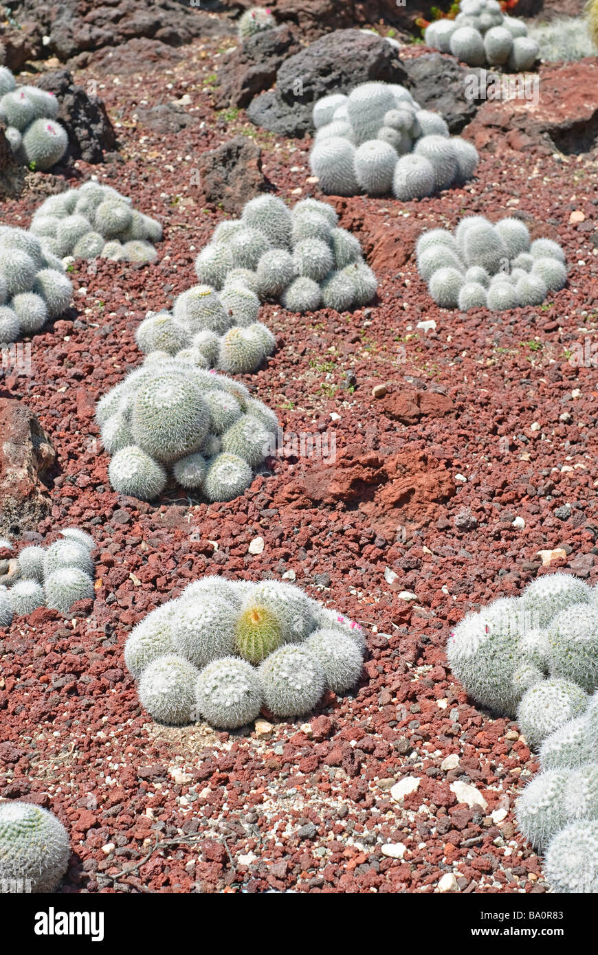 Mammillaria geminispina cactus groups Stock Photo - Alamy