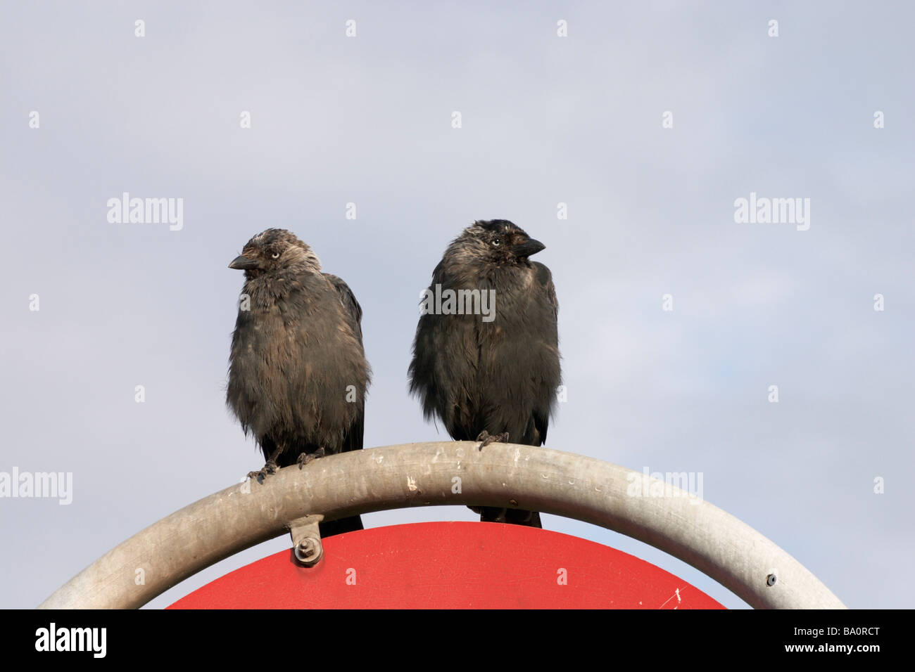 Wet crow hi-res stock photography and images - Alamy