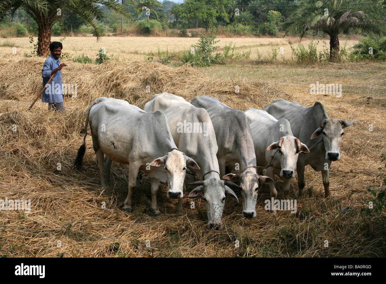 Indian farmer hi-res stock photography and images - Alamy