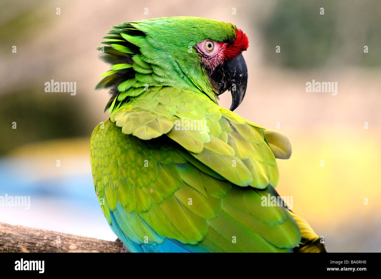 Macaw from the Amazon forests Stock Photo - Alamy