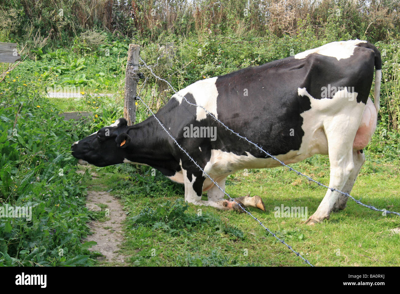 A jersey cow kneeling in order to reach under barbed wire and feed on ...