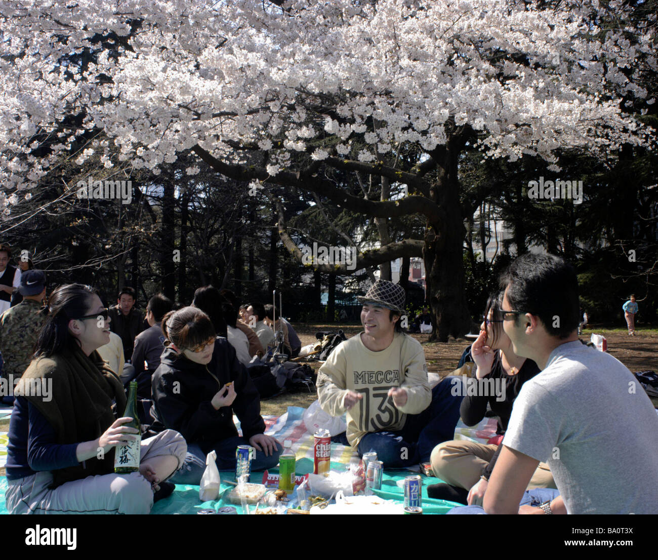 Japanese people take part in a Hanami Chery Blossom viewing party in ...