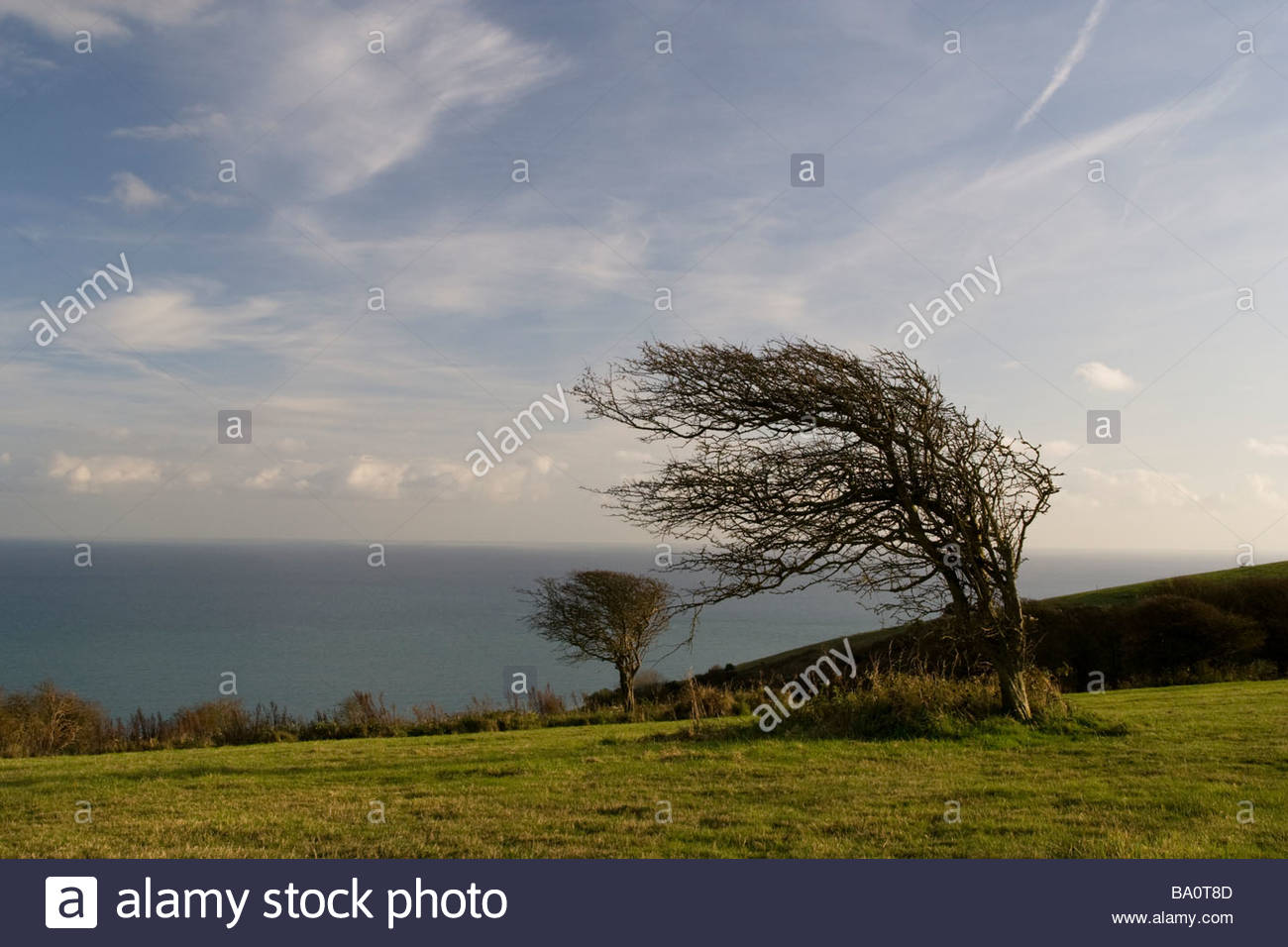 Windswept Tree High Resolution Stock Photography and Images - Alamy