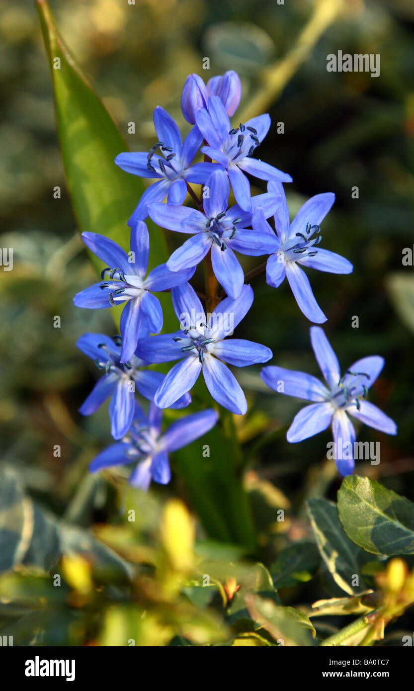 Scilla siberica hi-res stock photography and images - Alamy