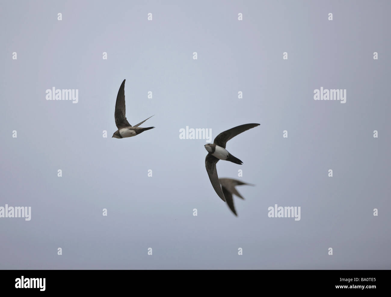 Flock of Alpine Swifts apus melba in flight Turkey Stock Photo - Alamy