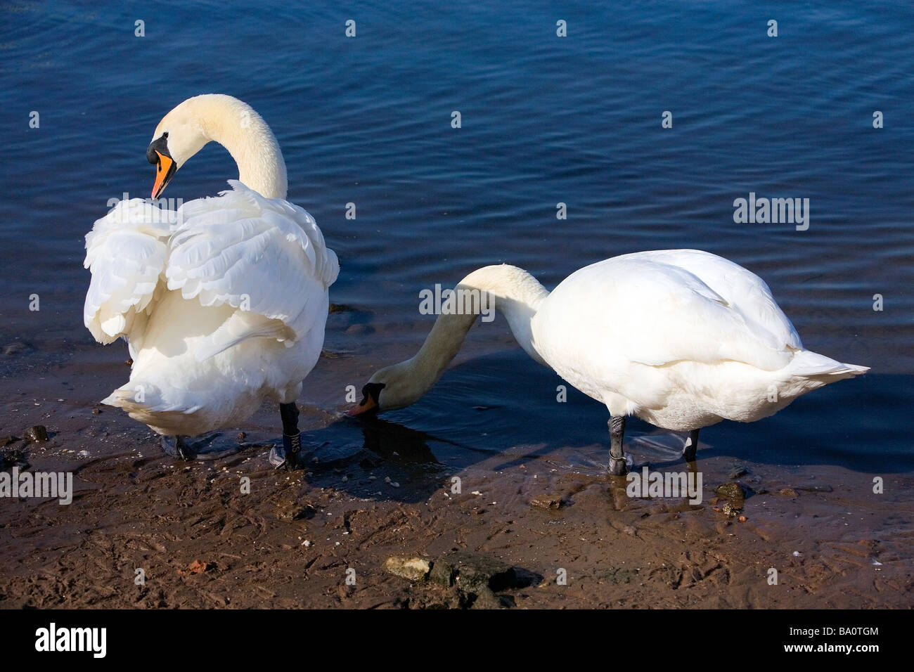 Swan sunbathing hi-res stock photography and images - Alamy