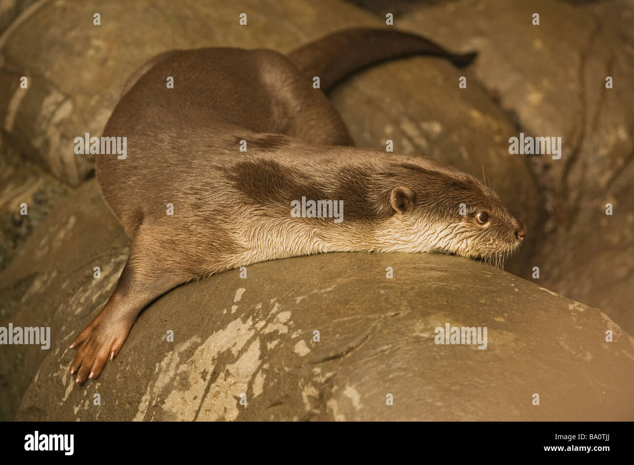 Smooth coated Otter Lutrogale perspicillata Captive Stock Photo - Alamy
