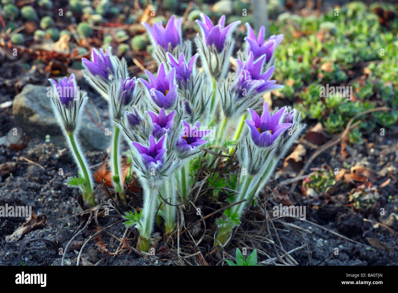 Pasque spring flowers budding Pulsatilla halleri Stock Photo - Alamy