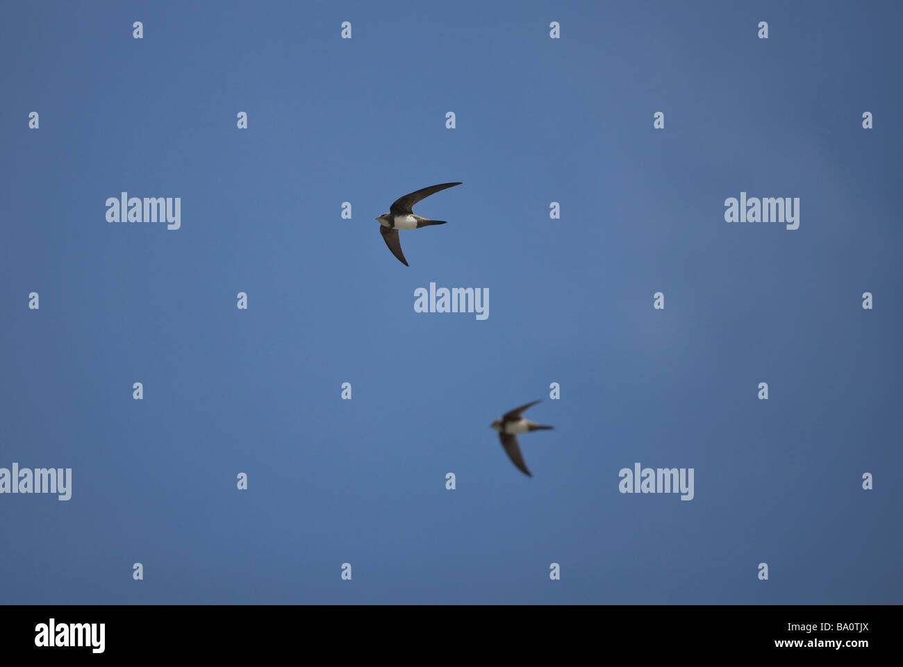 Alpine Swifts apus melba in flight Turkey Stock Photo - Alamy
