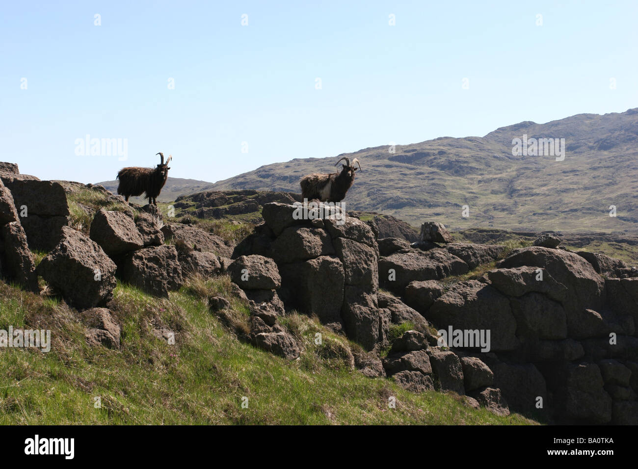 Wild goats on Island of Rhum Scotland Stock Photo - Alamy