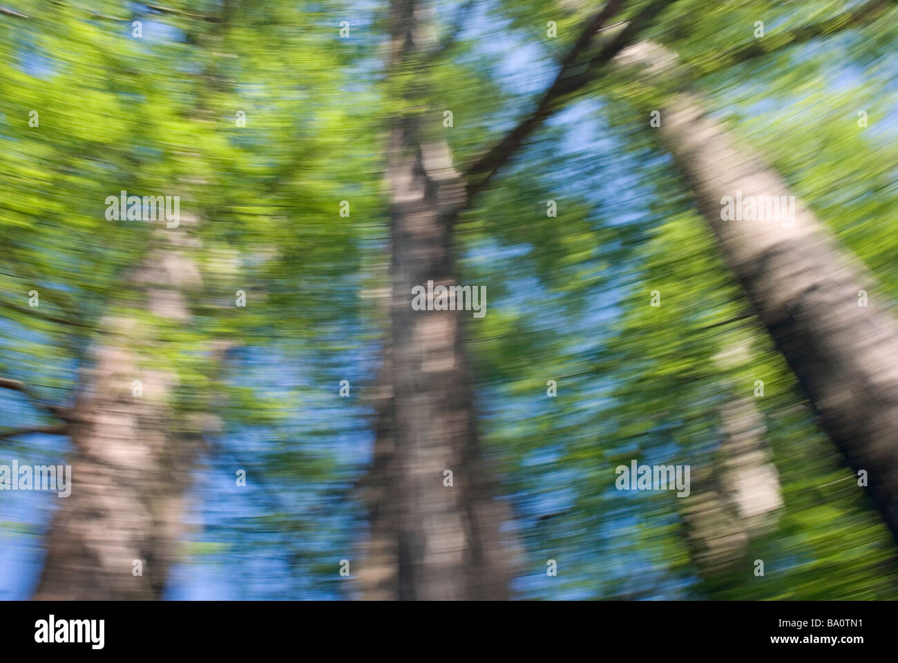 Trees with blur effect hi-res stock photography and images - Alamy