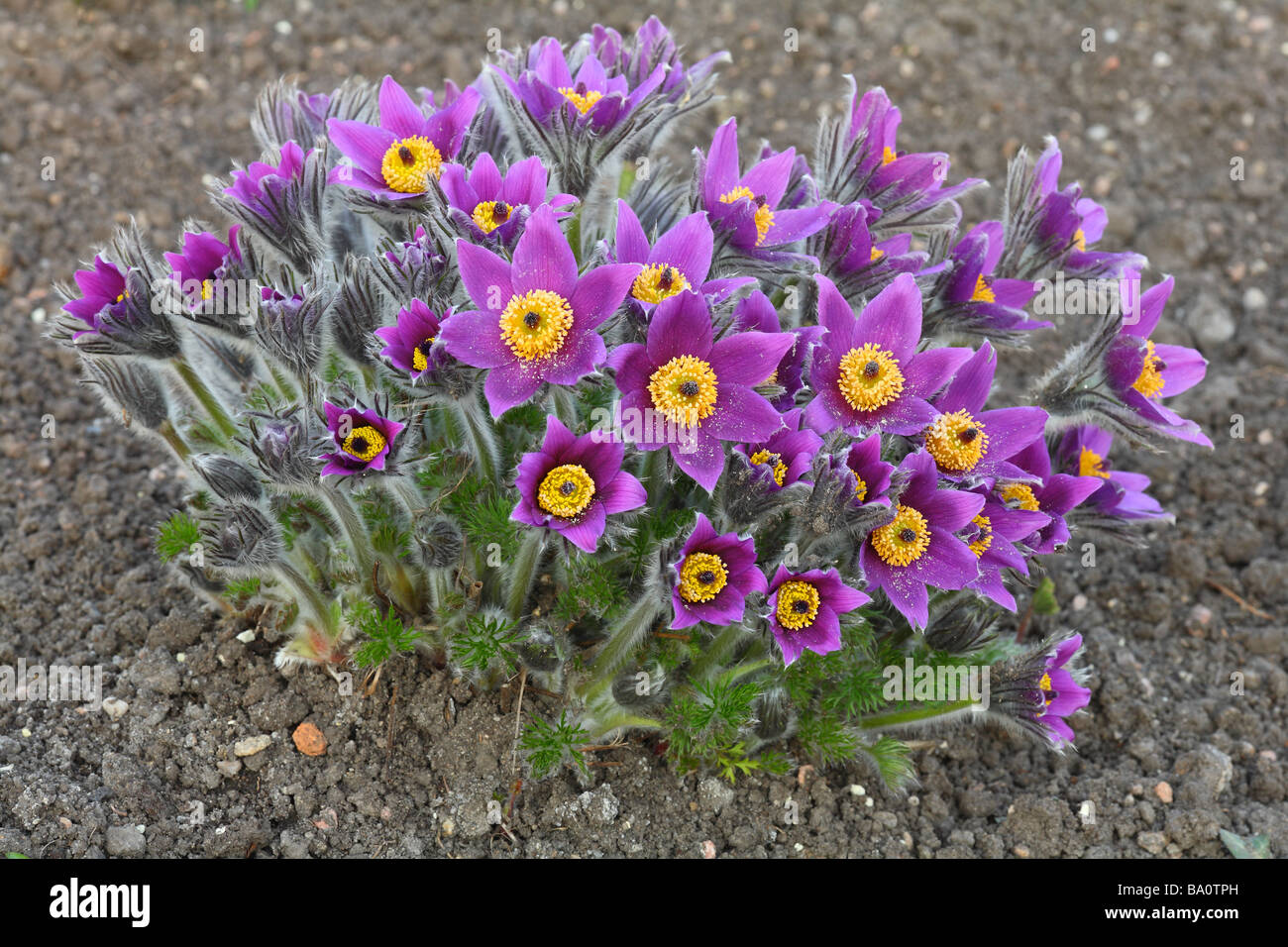 Flowers of pulsatilla vulgaris hi-res stock photography and images - Alamy