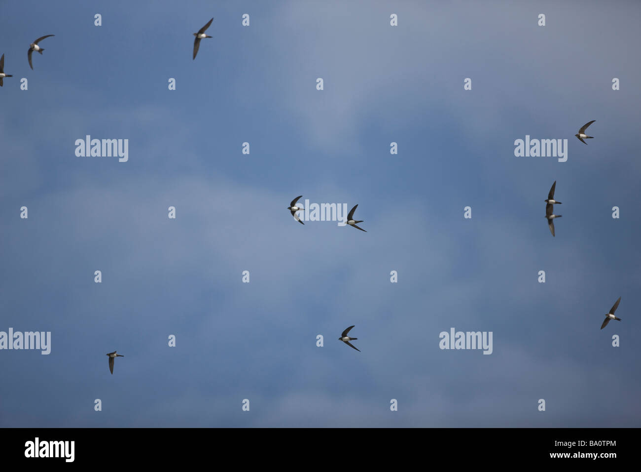Swifts flock hi-res stock photography and images - Alamy
