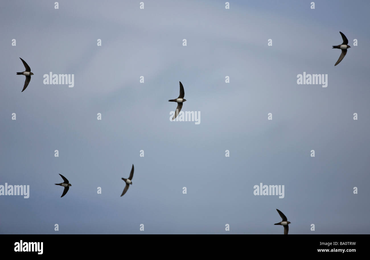 Flock of Alpine Swifts apus melba in flight Turkey Stock Photo - Alamy