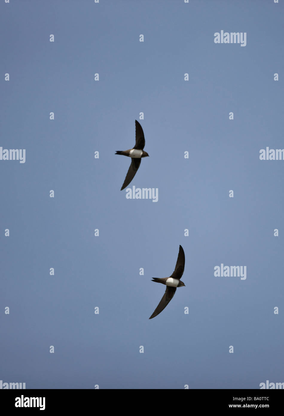 Alpine Swifts apus melba in flight Turkey Stock Photo - Alamy