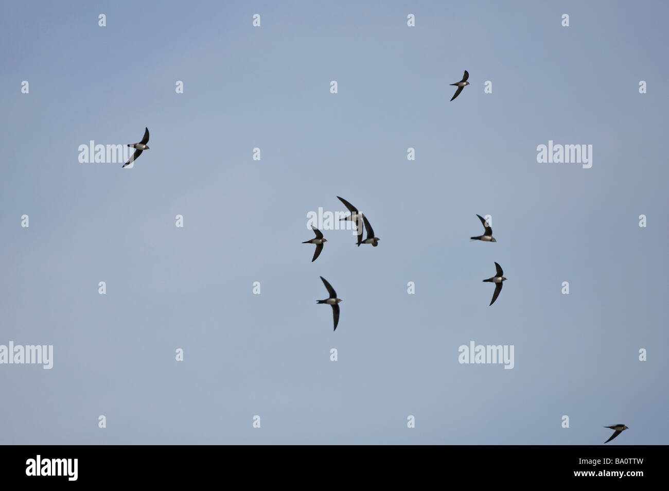 Flock of Alpine Swifts apus melba in flight Turkey Stock Photo - Alamy
