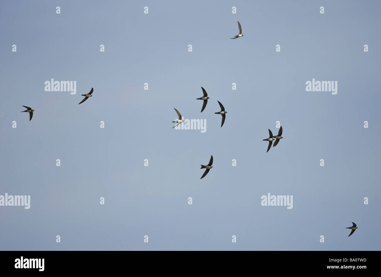 Flock of Alpine Swifts apus melba in flight Turkey Stock Photo - Alamy