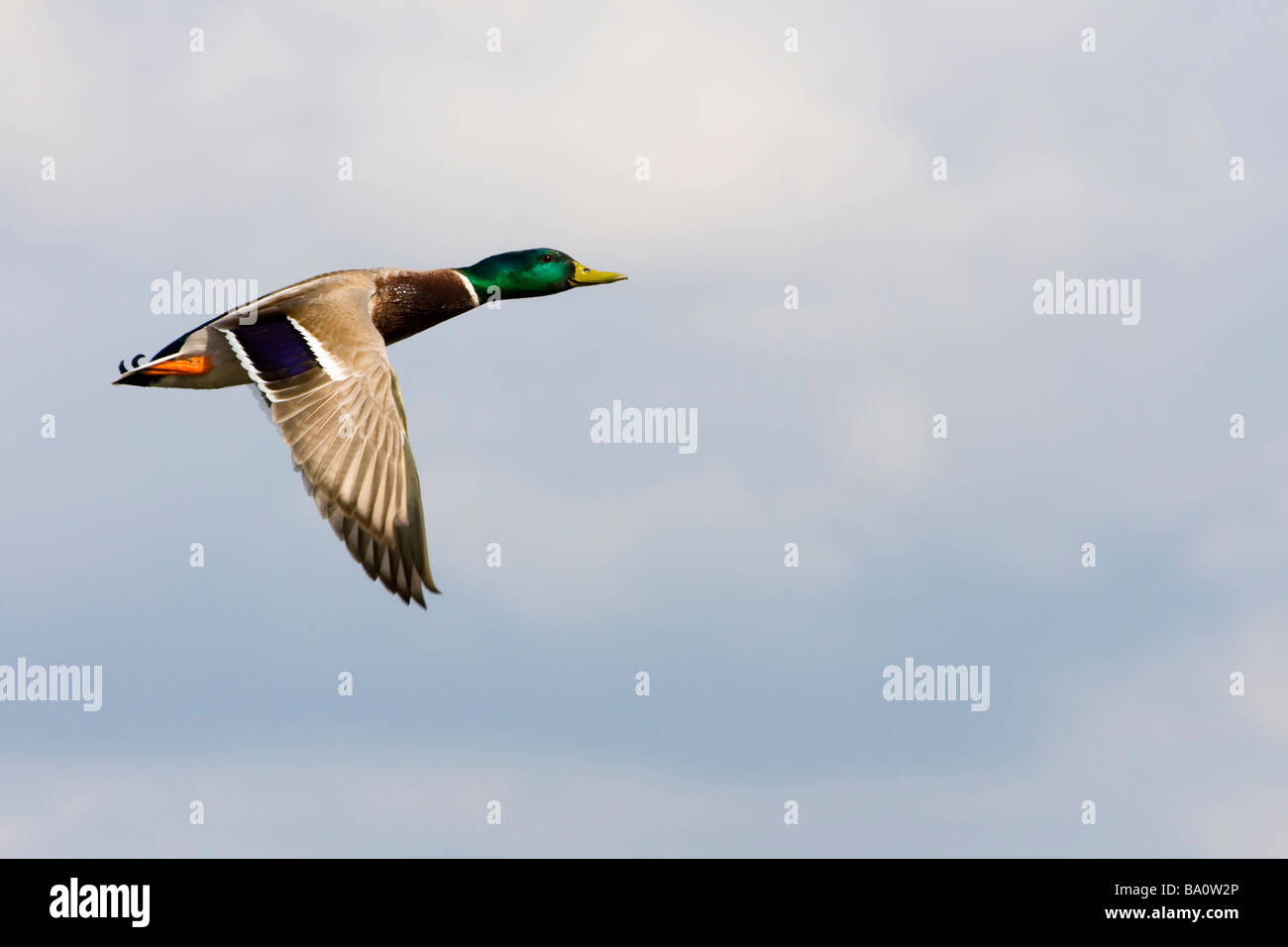 Flying ducks hi-res stock photography and images - Alamy