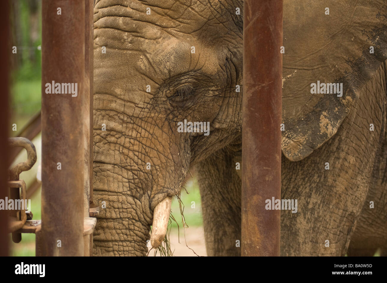 Riddle's Elephant and Wildlife Sanctuary in Greenbrier, Arkansas Stock ...