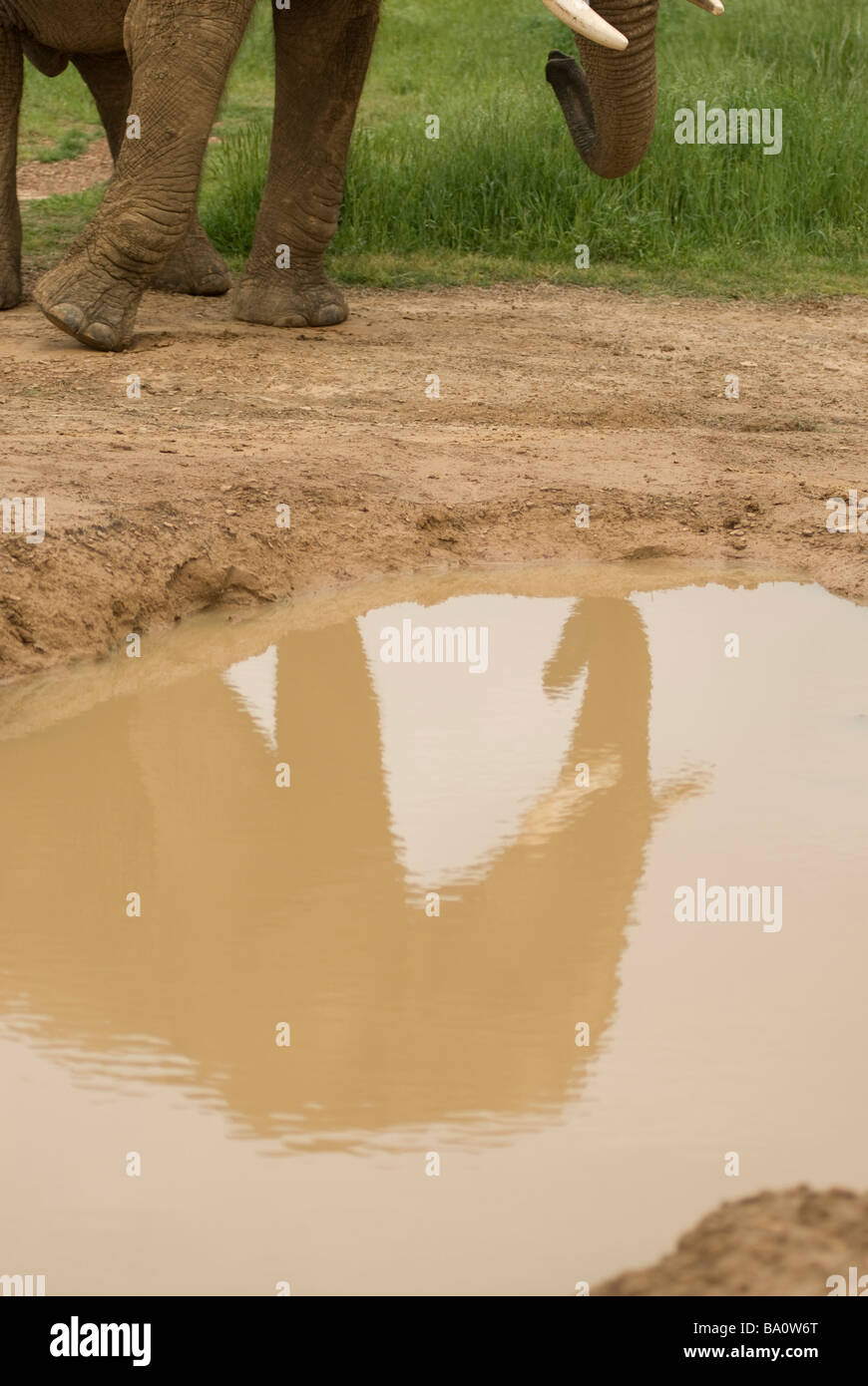Riddle's Elephant and Wildlife Sanctuary in Greenbrier, Arkansas Stock ...