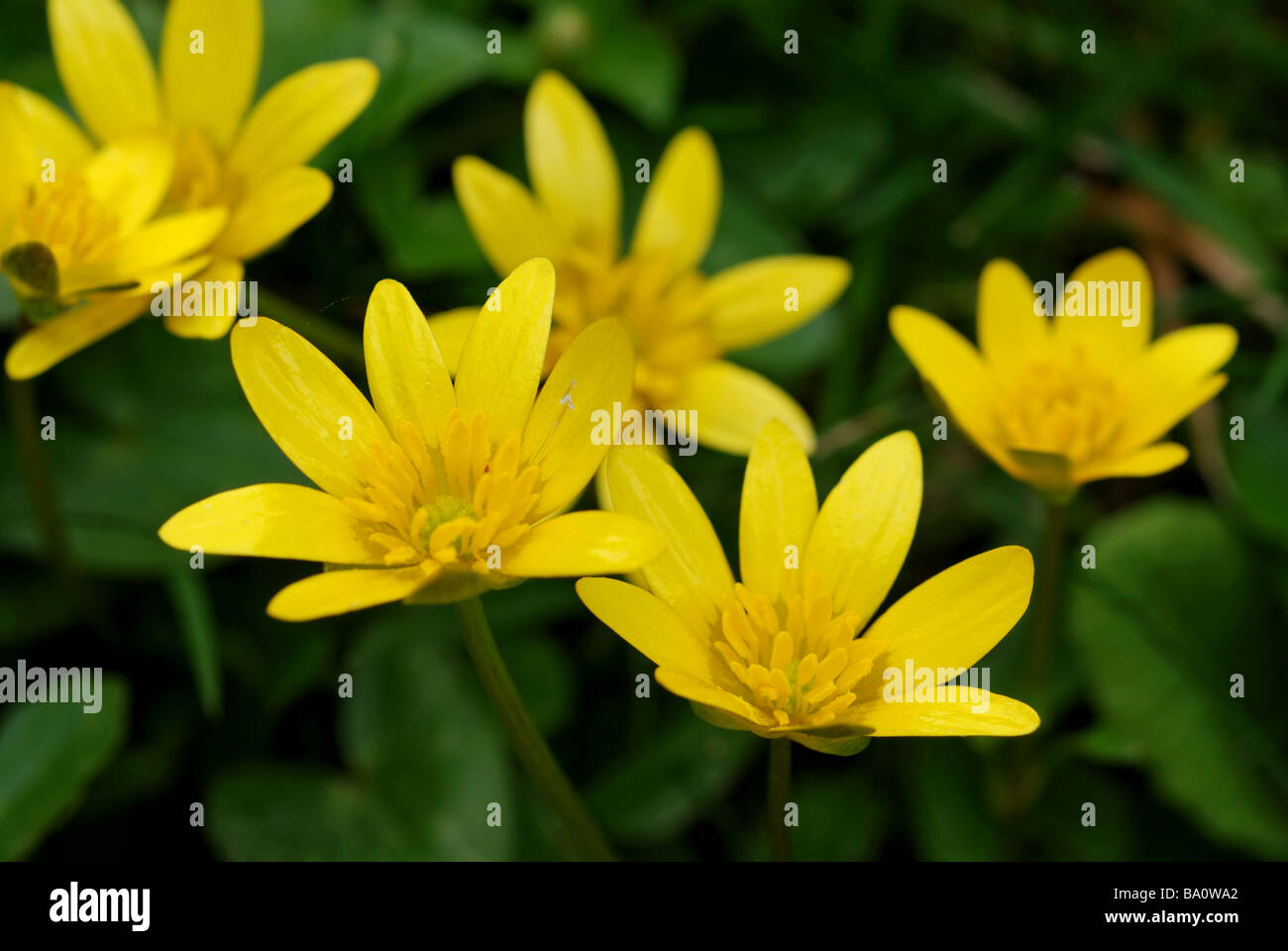 Lesser Celandine, Ranunculus ficaria Stock Photo - Alamy