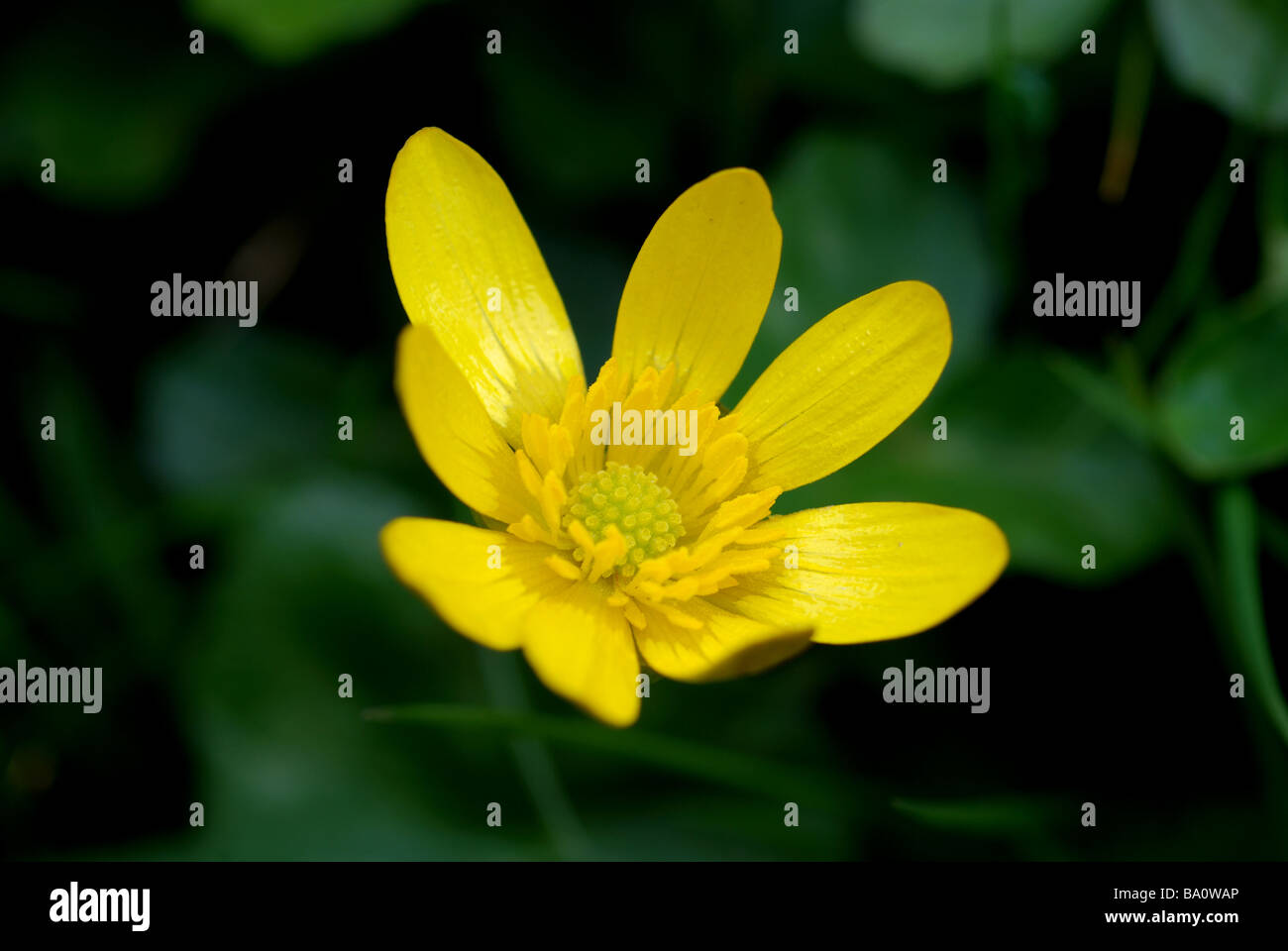 Lesser Celandine, Ranunculus ficaria Stock Photo - Alamy