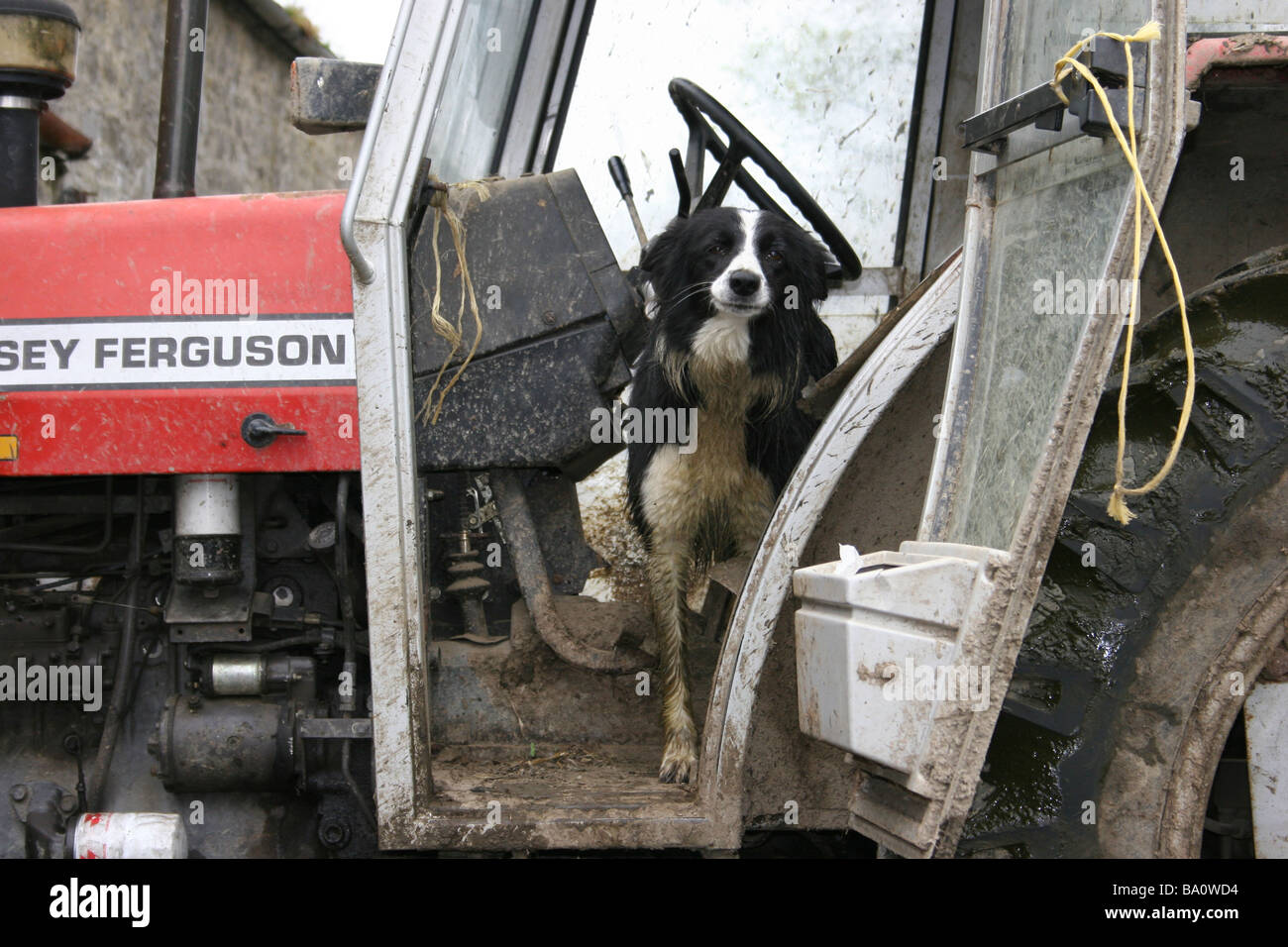 Farmers dog in tractor Stock Photo - Alamy
