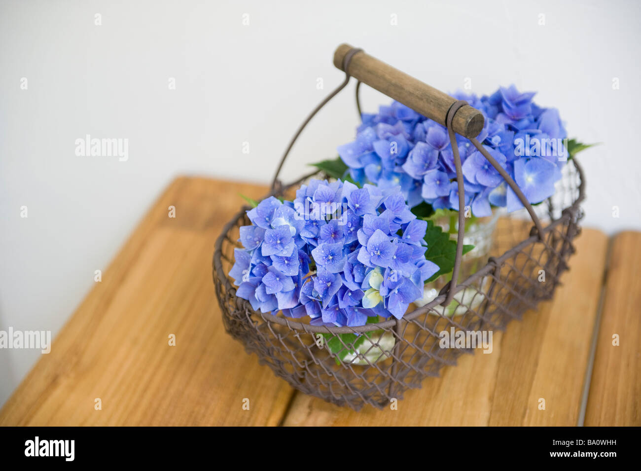 Hydrangea in basket Stock Photo - Alamy