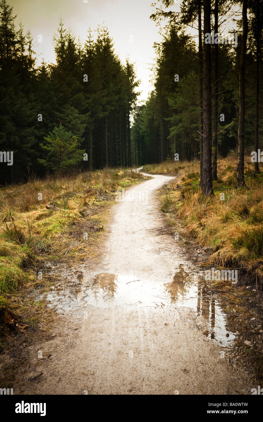 Wet path, pathway trail in a coniferous forest path in winter, UK Stock ...
