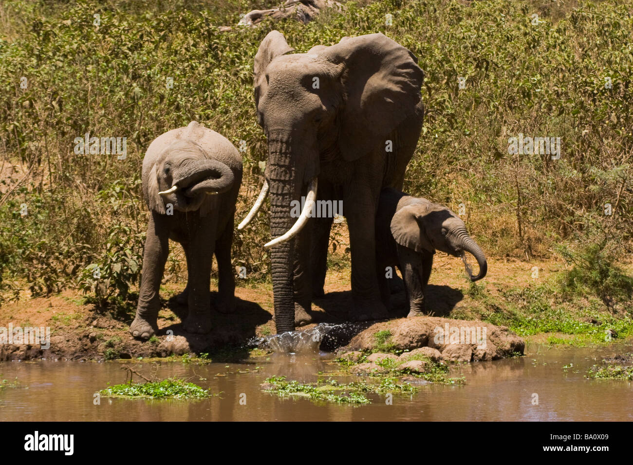 Family of Elephants Stock Photo - Alamy
