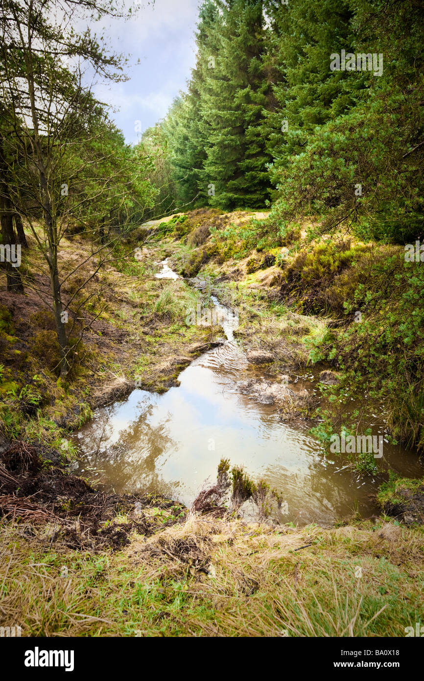Stream running through a clearing in a coniferous forest uk Stock Photo ...