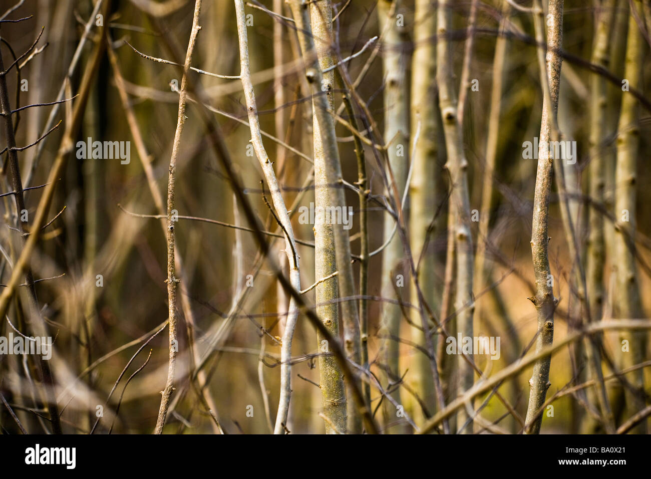 Thicket of bare tree trunks in winter close up UK Stock Photo - Alamy