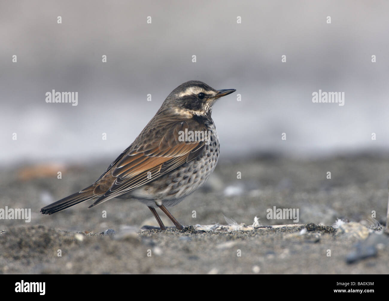 Naumanni hi-res stock photography and images - Alamy