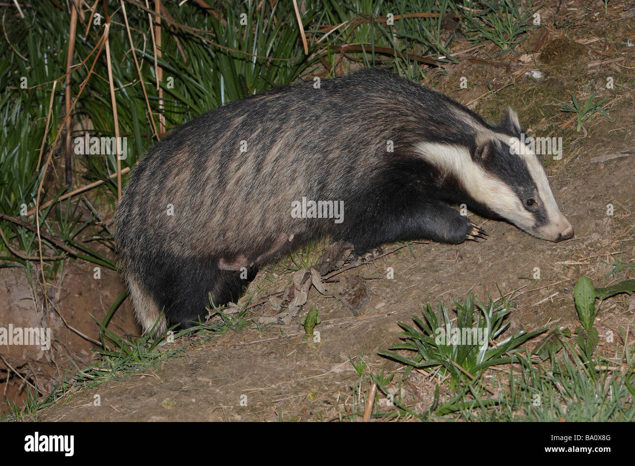 Badger british isles hi-res stock photography and images - Alamy
