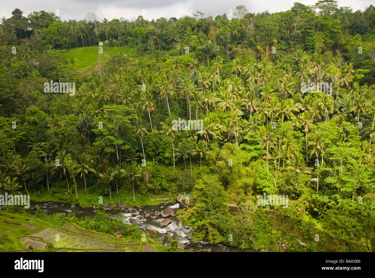 Ayung hi-res stock photography and images - Alamy