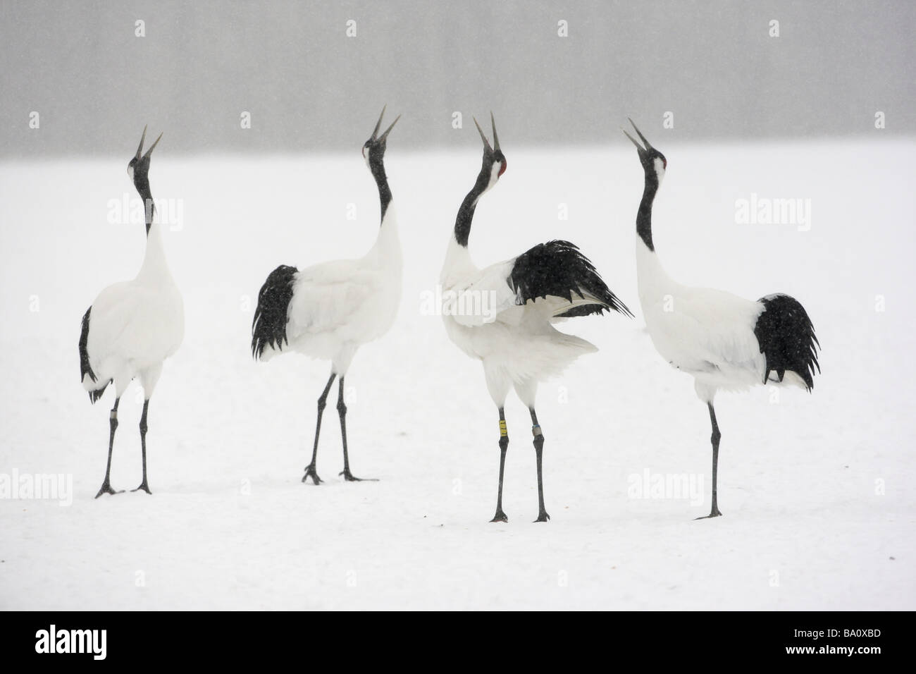 Ice crane hi-res stock photography and images - Alamy