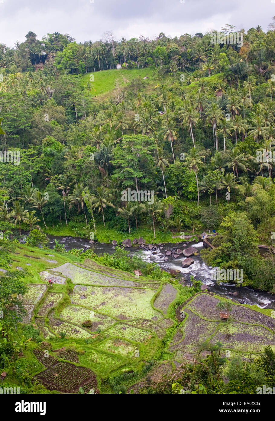 Scenic View of the valley, rice paddy and Ayung River - Ubud, Bali ...