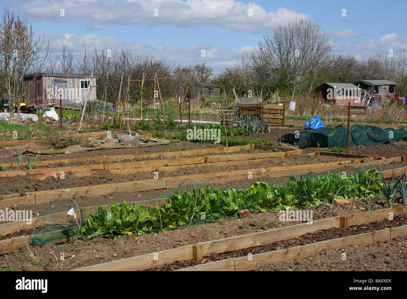 Allotments garden High Resolution Stock Photography and Images - Alamy