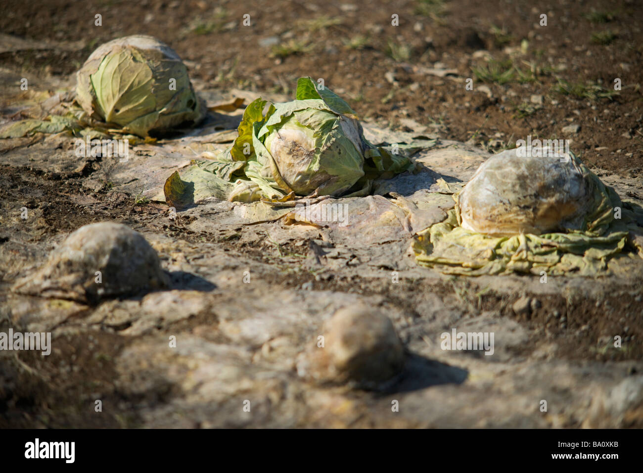 Cabbage of passing the winter Stock Photo - Alamy