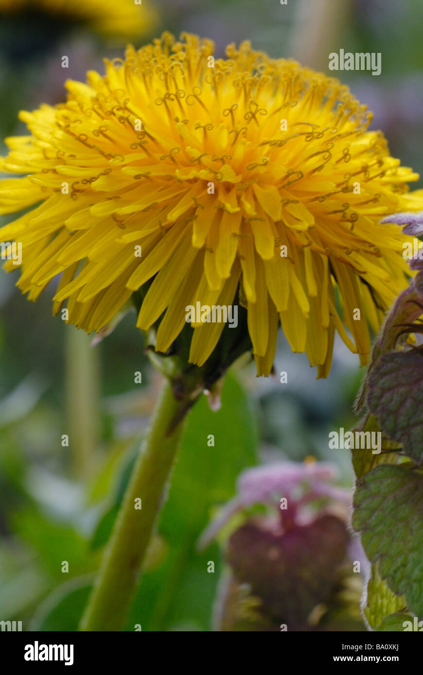 Yellow dandelion dandilion weed hi-res stock photography and images - Alamy