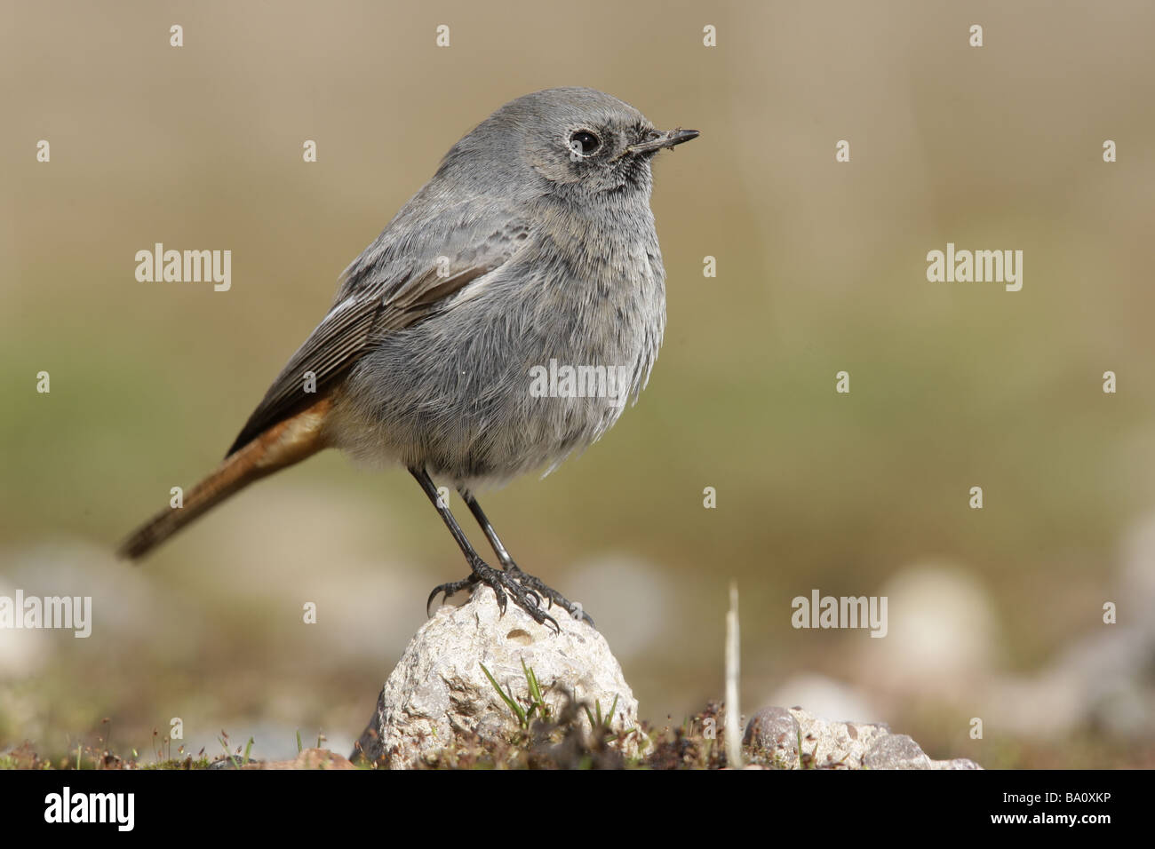 Black redstart Phoenicurus ochruros male Midlands winter Stock Photo ...