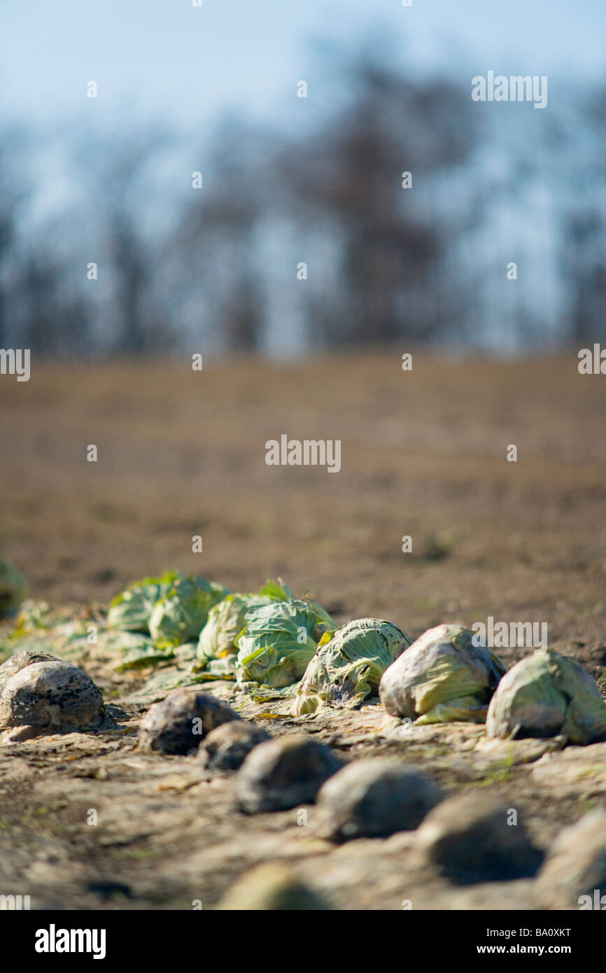 Cabbage of passing the winter Stock Photo - Alamy