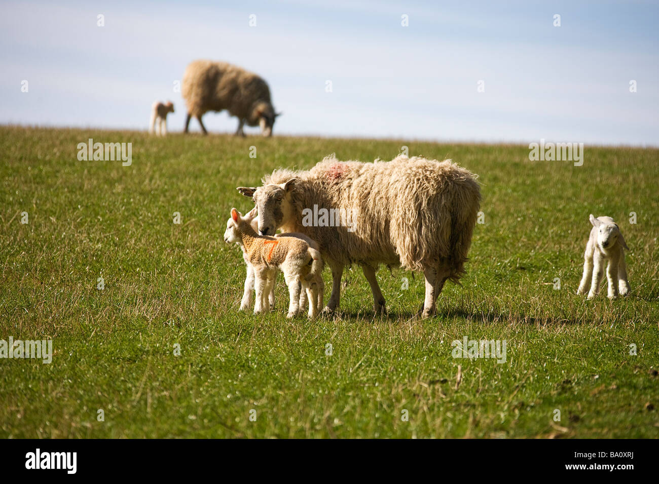 Spring lambs.Scottish borders Stock Photo - Alamy