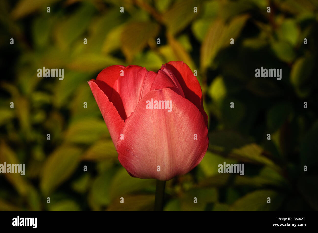 A single red tulip flower. Close-up Stock Photo - Alamy
