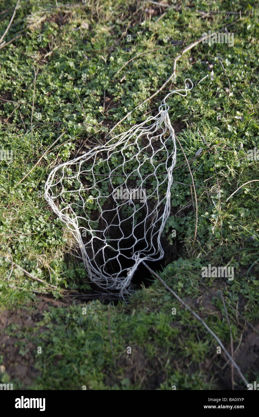 Ferreting for rabbits Midlands winter Stock Photo - Alamy