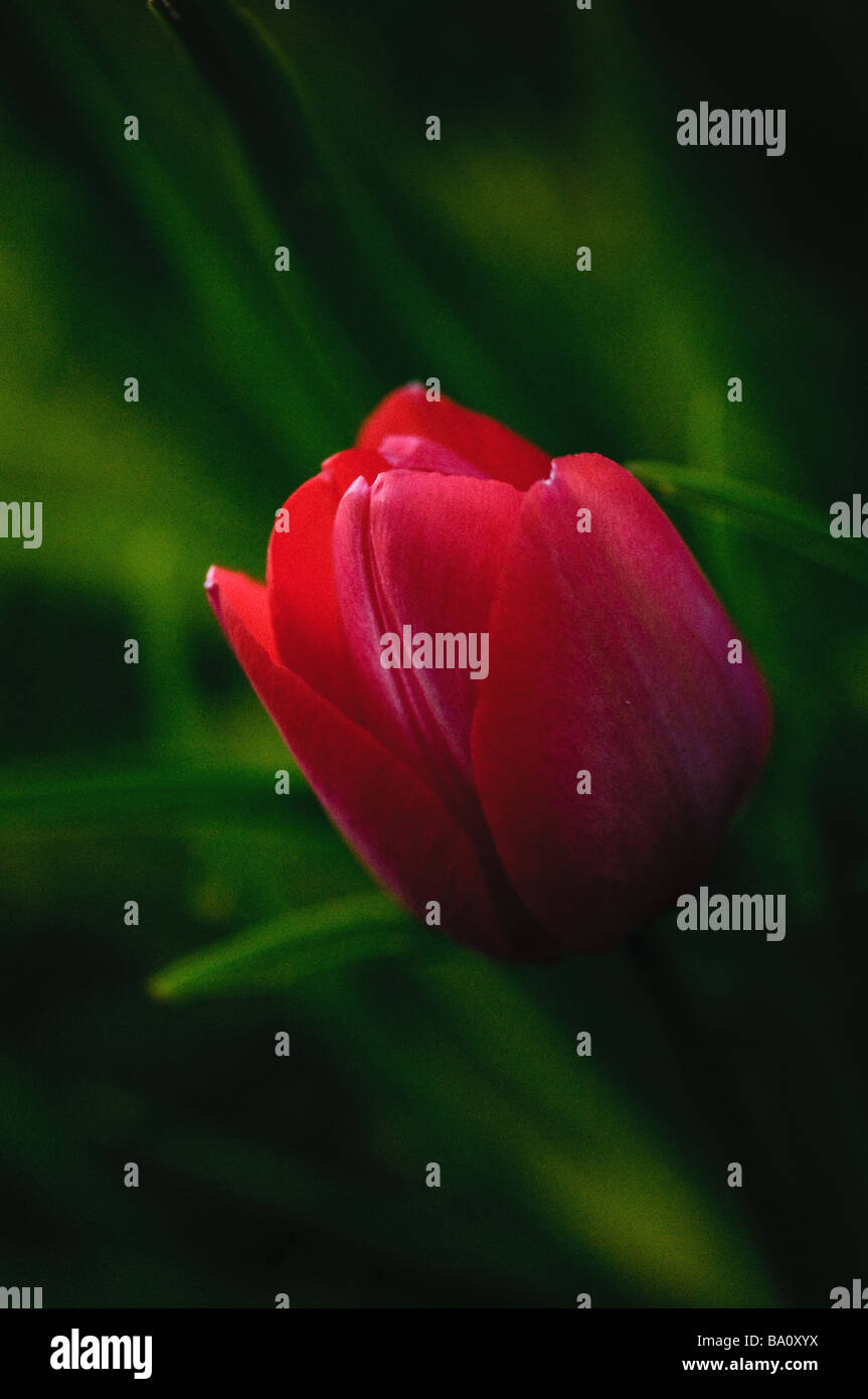 A single red tulip flower starting to open. Close-up Stock Photo - Alamy