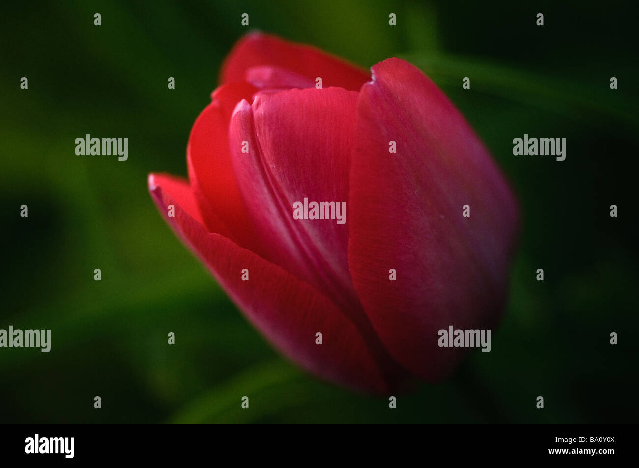A single red tulip flower starting to open. Close-up Stock Photo - Alamy