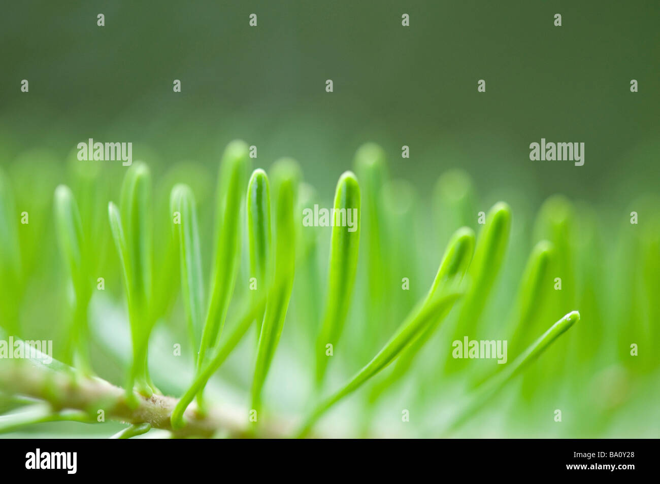 Close up of a needle leaves Stock Photo - Alamy